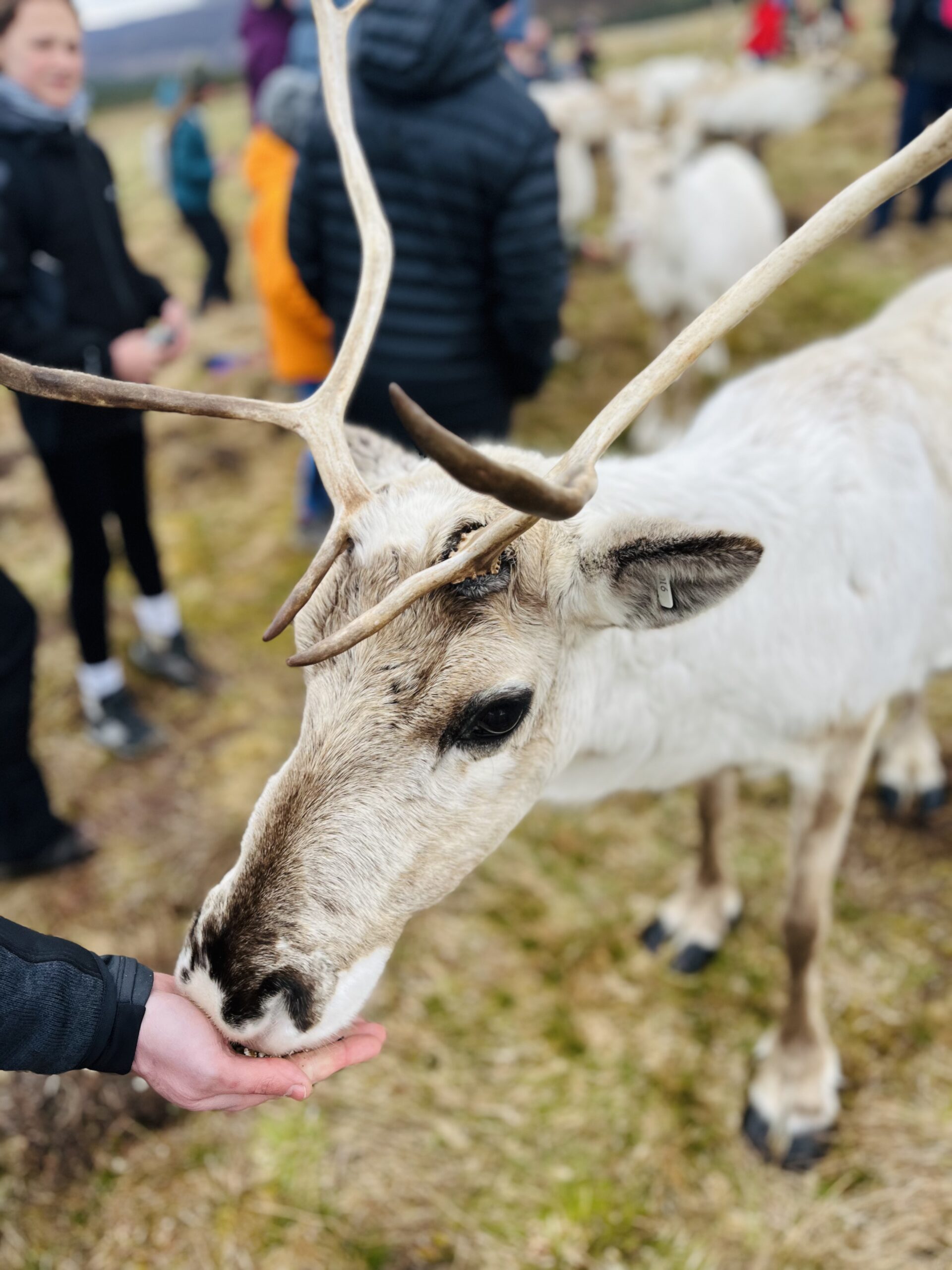 Meet Semi-Wild Reindeer in the Scottish Highlands