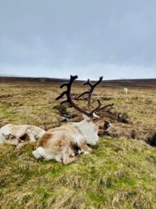 Meet Semi-Wild Reindeer in the Scottish Highlands