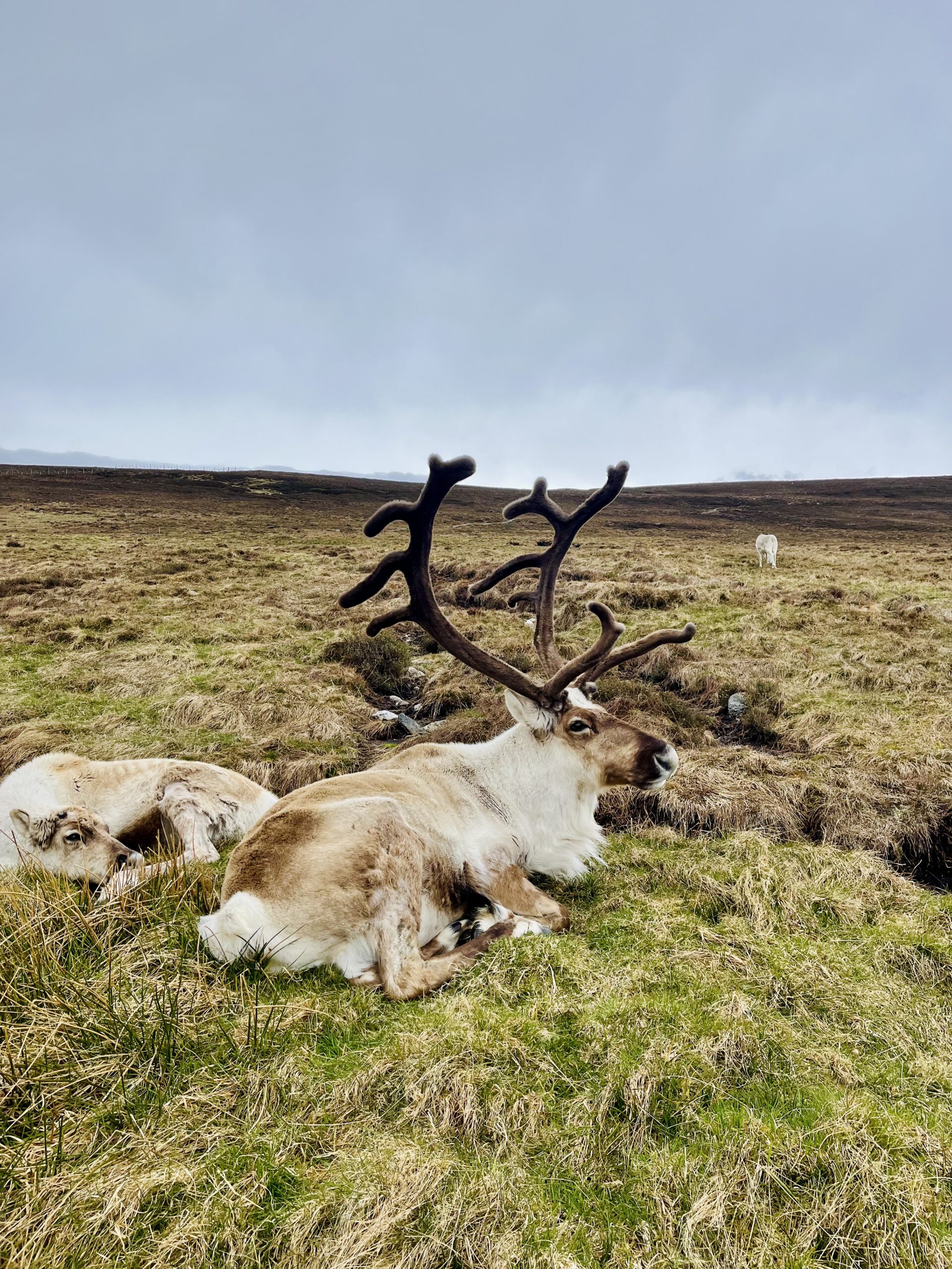 Meet Semi-Wild Reindeer in the Scottish Highlands